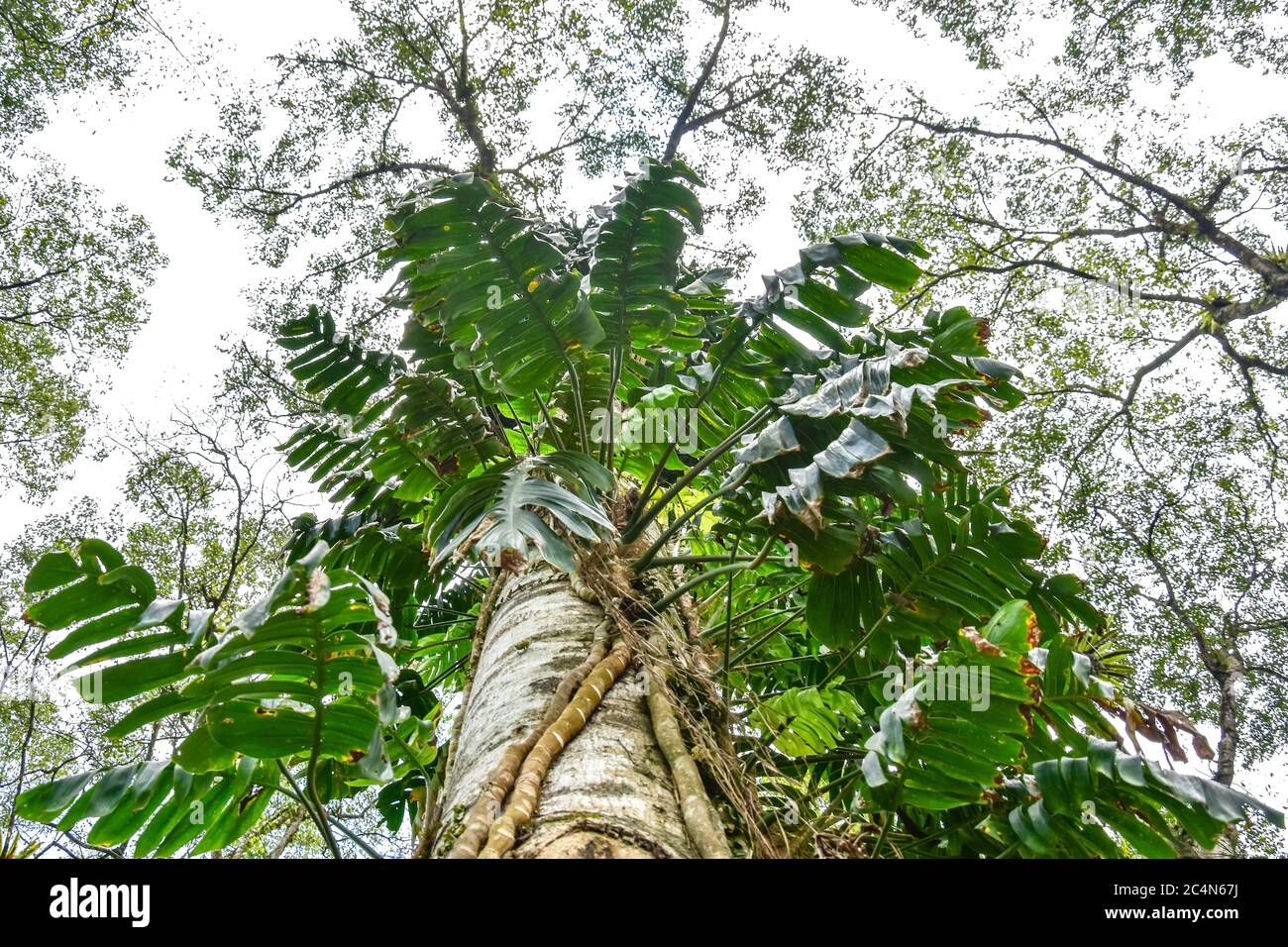 Jungle tree trunk with tropical foliage plants, climbing Monstera ...