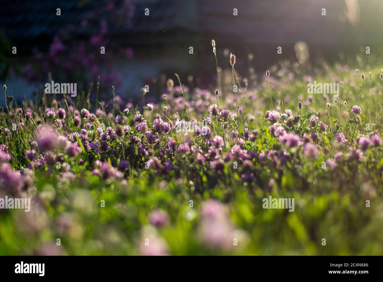 Trifolium pratense. Wild Red Clover meadow close up Stock Photo - Alamy