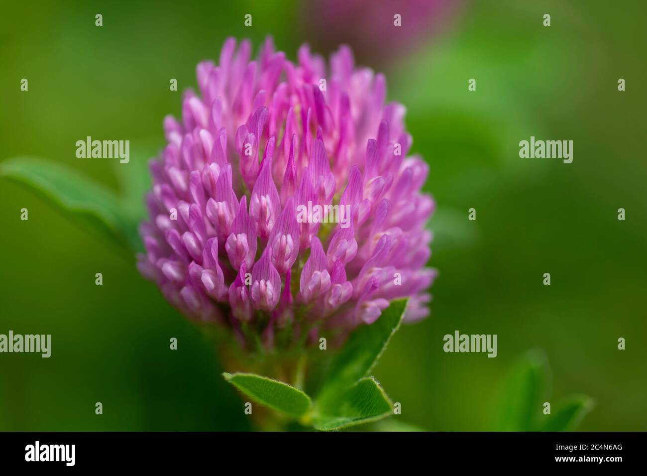 Wild red clover flower isolated (Trifolium pratense),with natural green ...