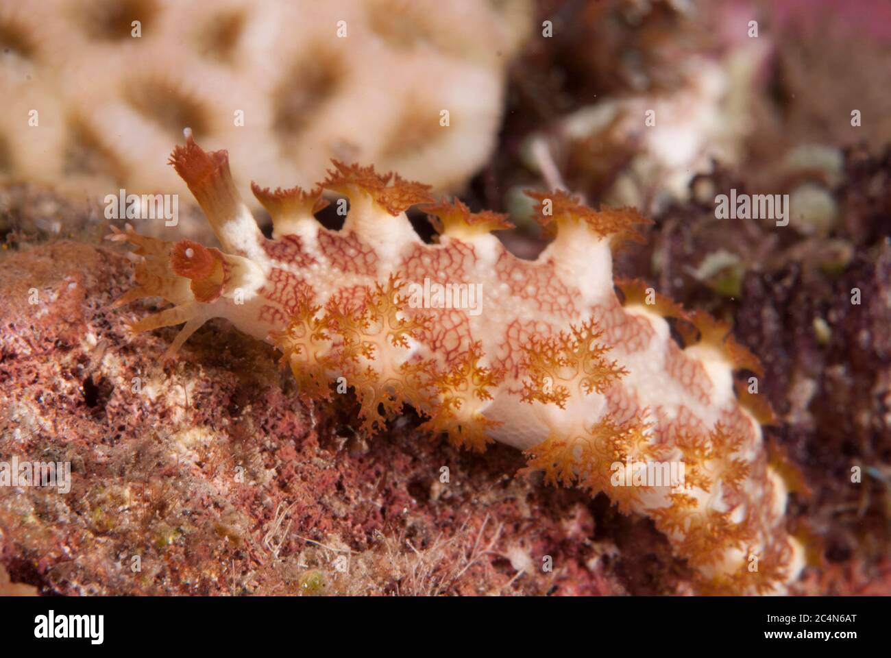 Marionia cyanobranchiata hi-res stock photography and images - Alamy