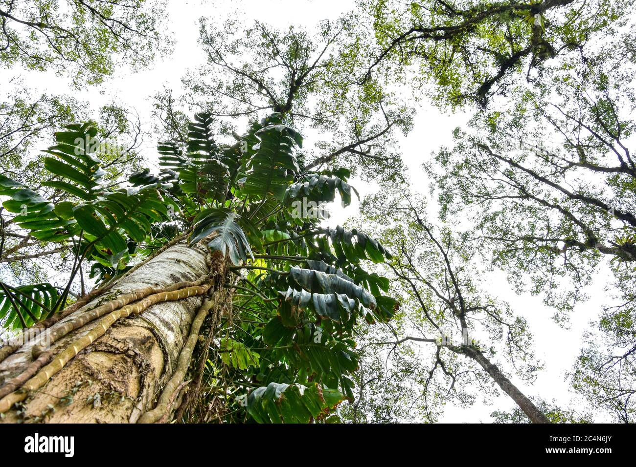 Jungle tree trunk with tropical foliage plants, climbing Monstera ...