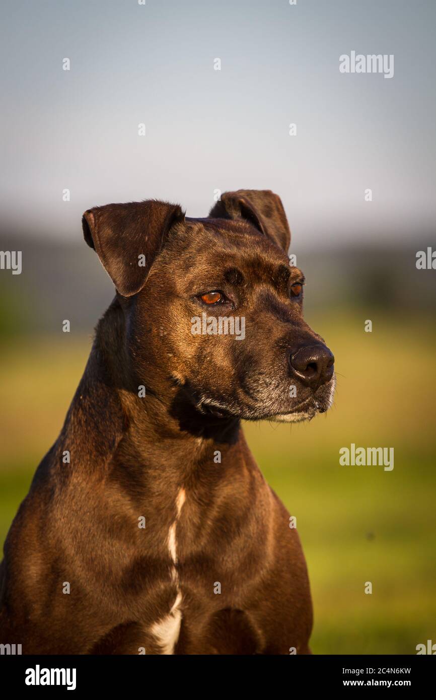 Pitbull mongrel portrait hi-res stock photography and images - Alamy