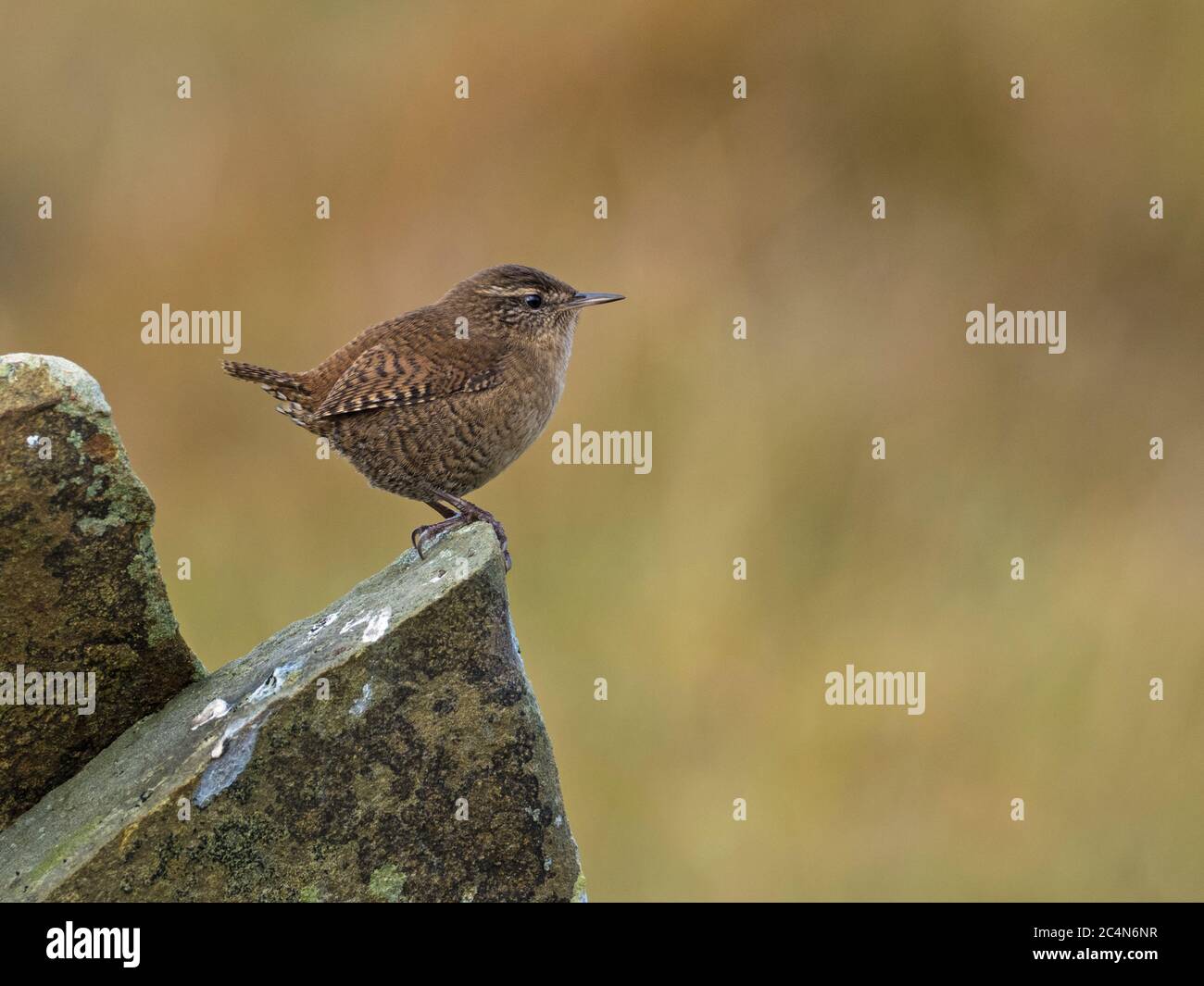 Shetland wren hi-res stock photography and images - Alamy