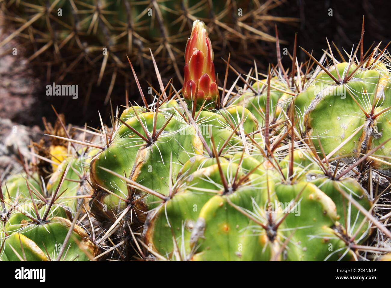 Kaktus ferocactus robustus Stock Photo - Alamy