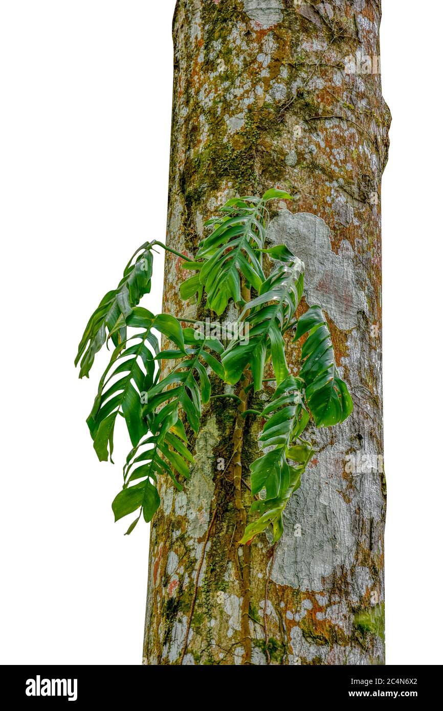 Jungle tree trunk with tropical foliage plants, climbing Monstera ...