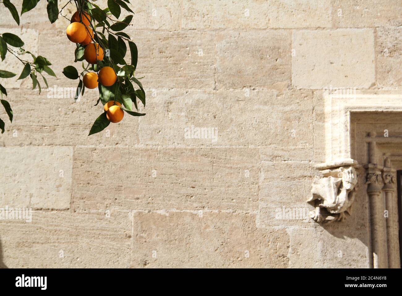 Brick wall with the branches of the mandarin tree in the foreground ...