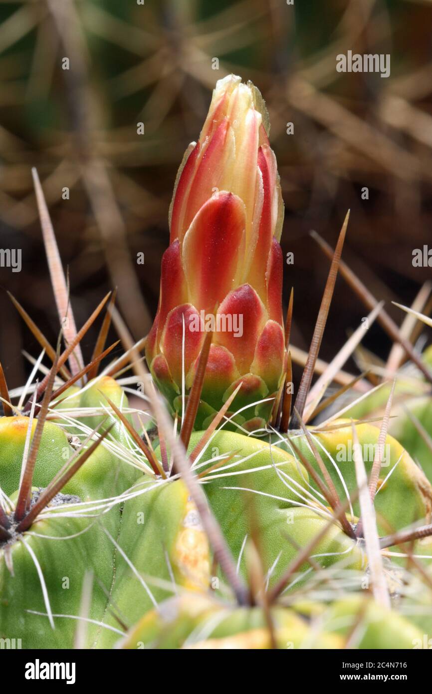 Kaktus ferocactus robustus Stock Photo - Alamy