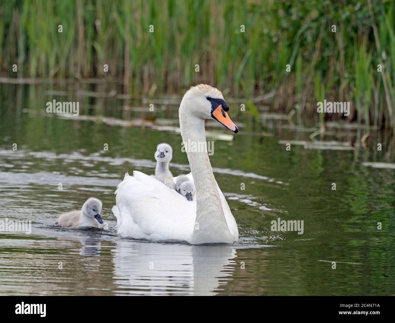 Female swan and cygnets hi-res stock photography and images - Alamy