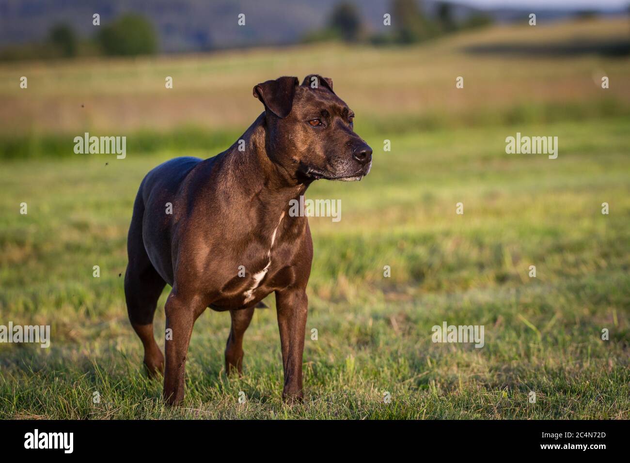 Pitbull Dog Standing High Resolution Stock Photography and Images - Alamy