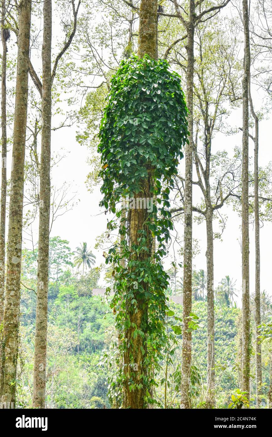 Jungle tree trunk with tropical foliage plants, climbing Monstera ...