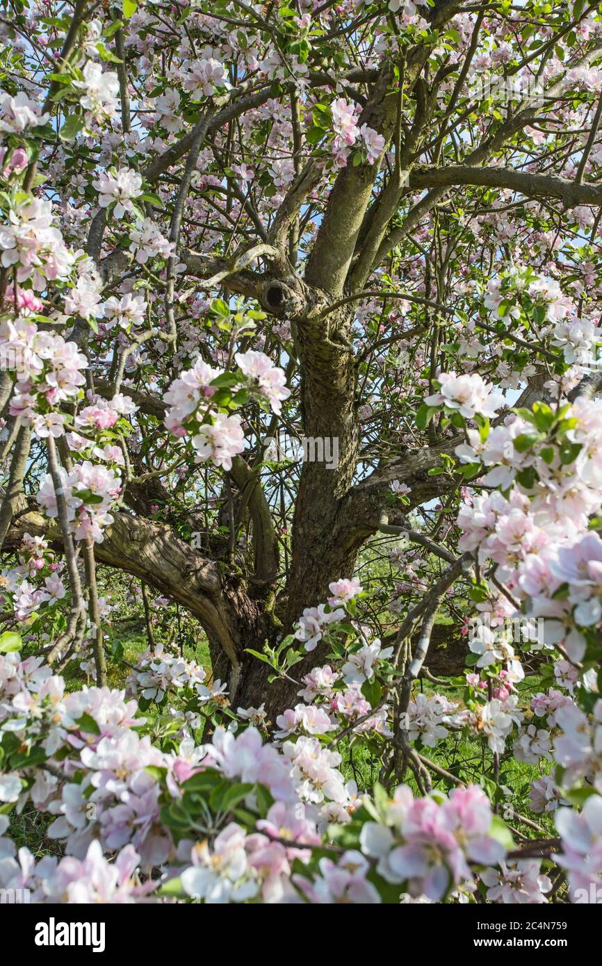 Old apple tree hi-res stock photography and images - Alamy