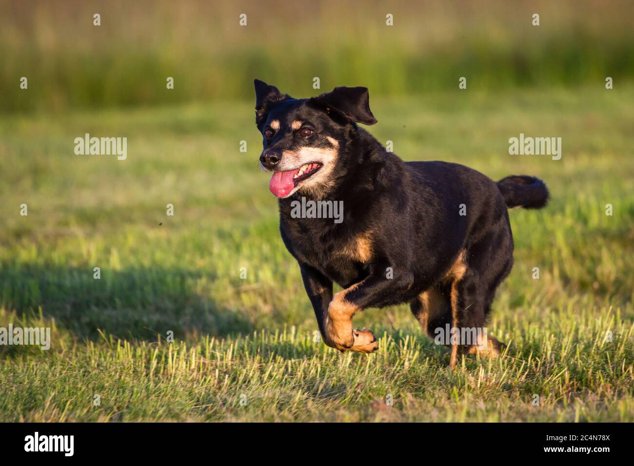 Austrian Pinscher senior dog (11 years old) running over a meadow Stock ...