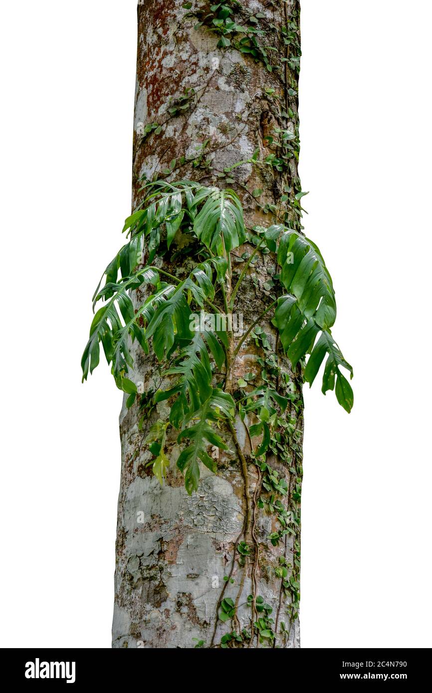 Jungle tree trunk with tropical foliage plants, climbing Monstera ...