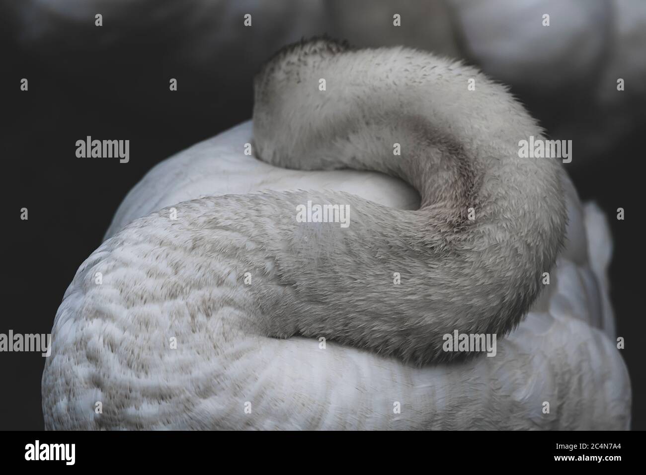 The curly shape of the mute swan's neck Stock Photo - Alamy