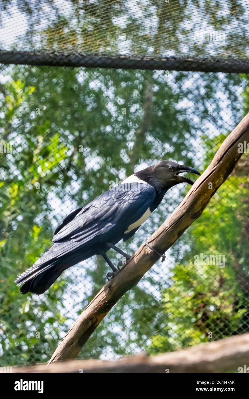 Pied Crow, Corvus albus, standing on a branch. Side view of adult bird ...