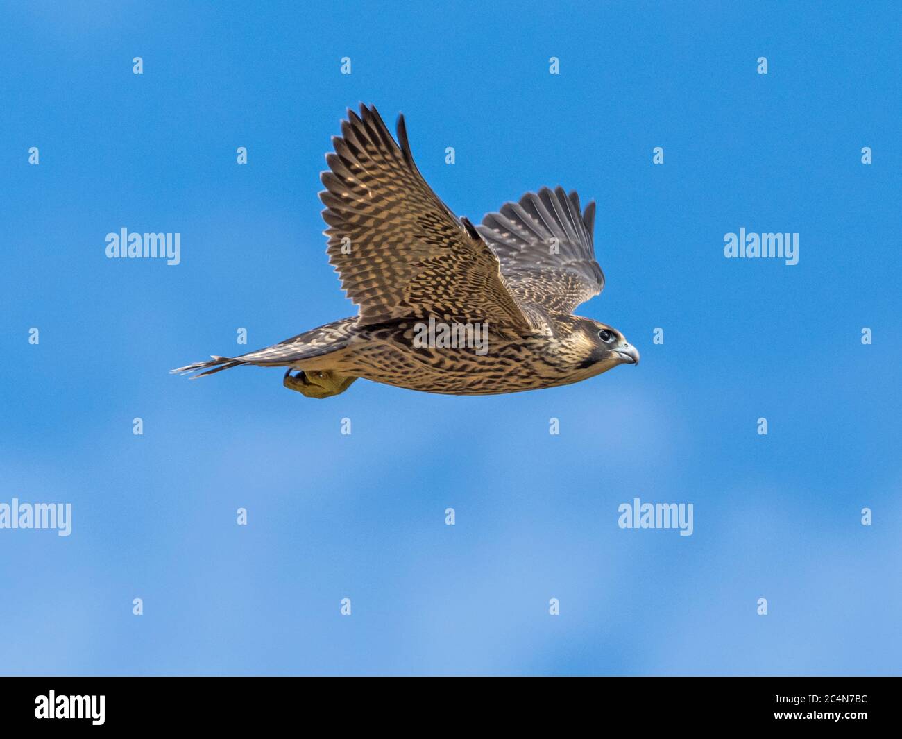 Juvenile Peregrine falcon (Falco peregrinus) in flight, Cambridgeshire ...