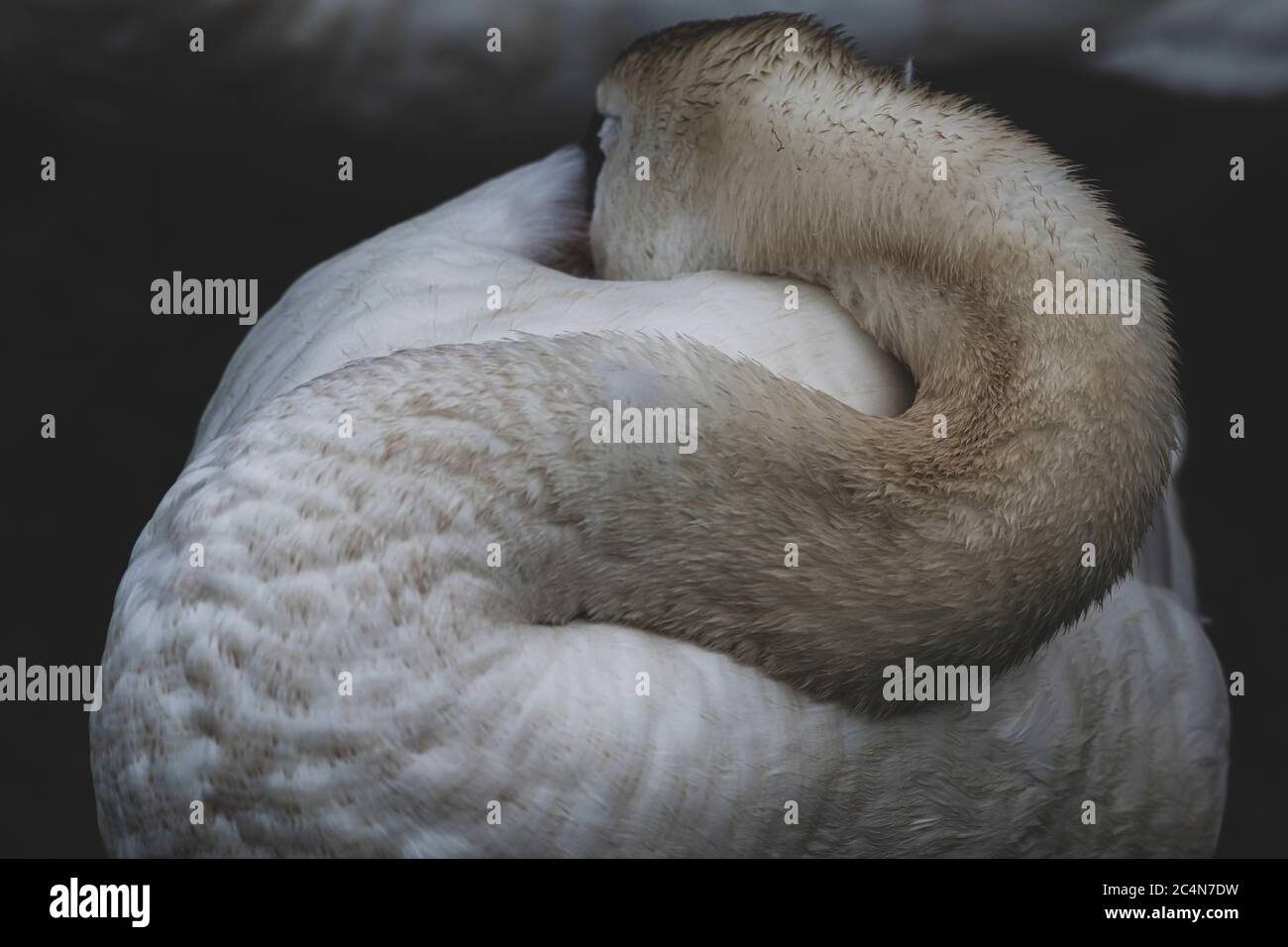 Mute swan sleeps with its neck curved in an S shape Stock Photo - Alamy