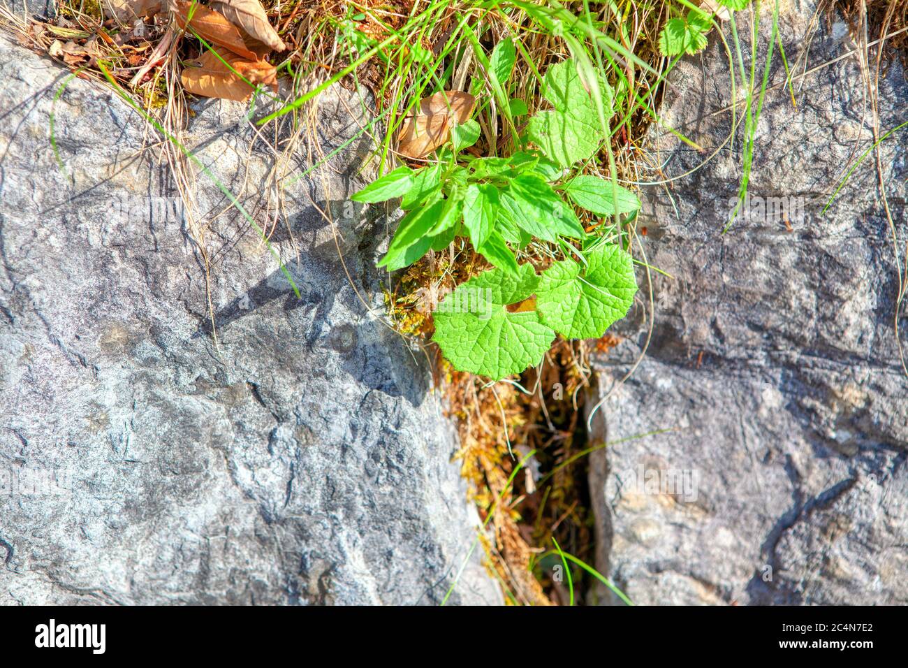 Green plant growing up through the stone rock . Fragile vegetation ...