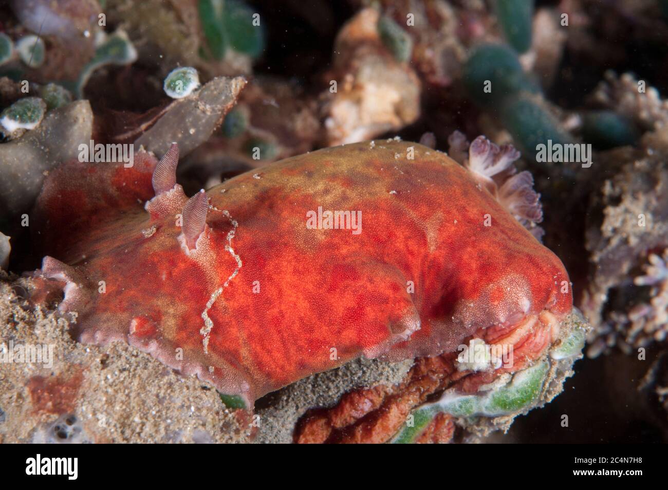 Alliodoris Nudibranch, Alliodoris hedleyi, night dive, Rhino City dive ...