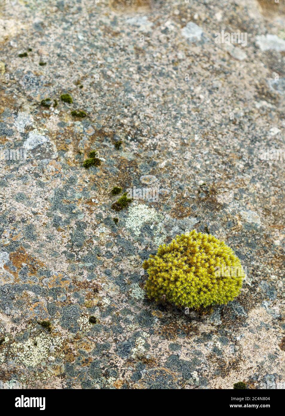 Small green moss ball growing on bedrock surface Stock Photo - Alamy