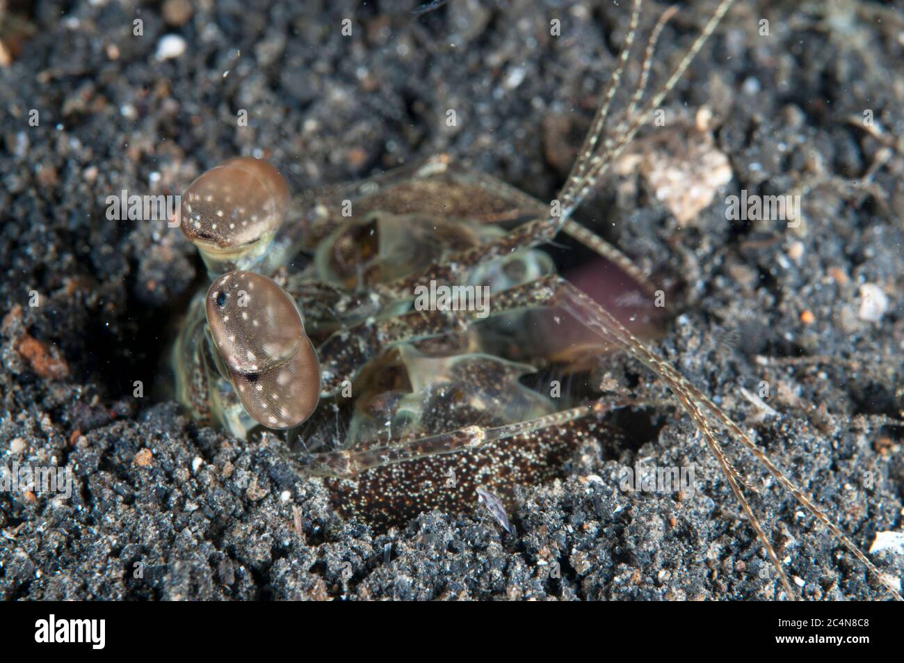 Thirteen teeth mantis shrimp hi-res stock photography and images - Alamy