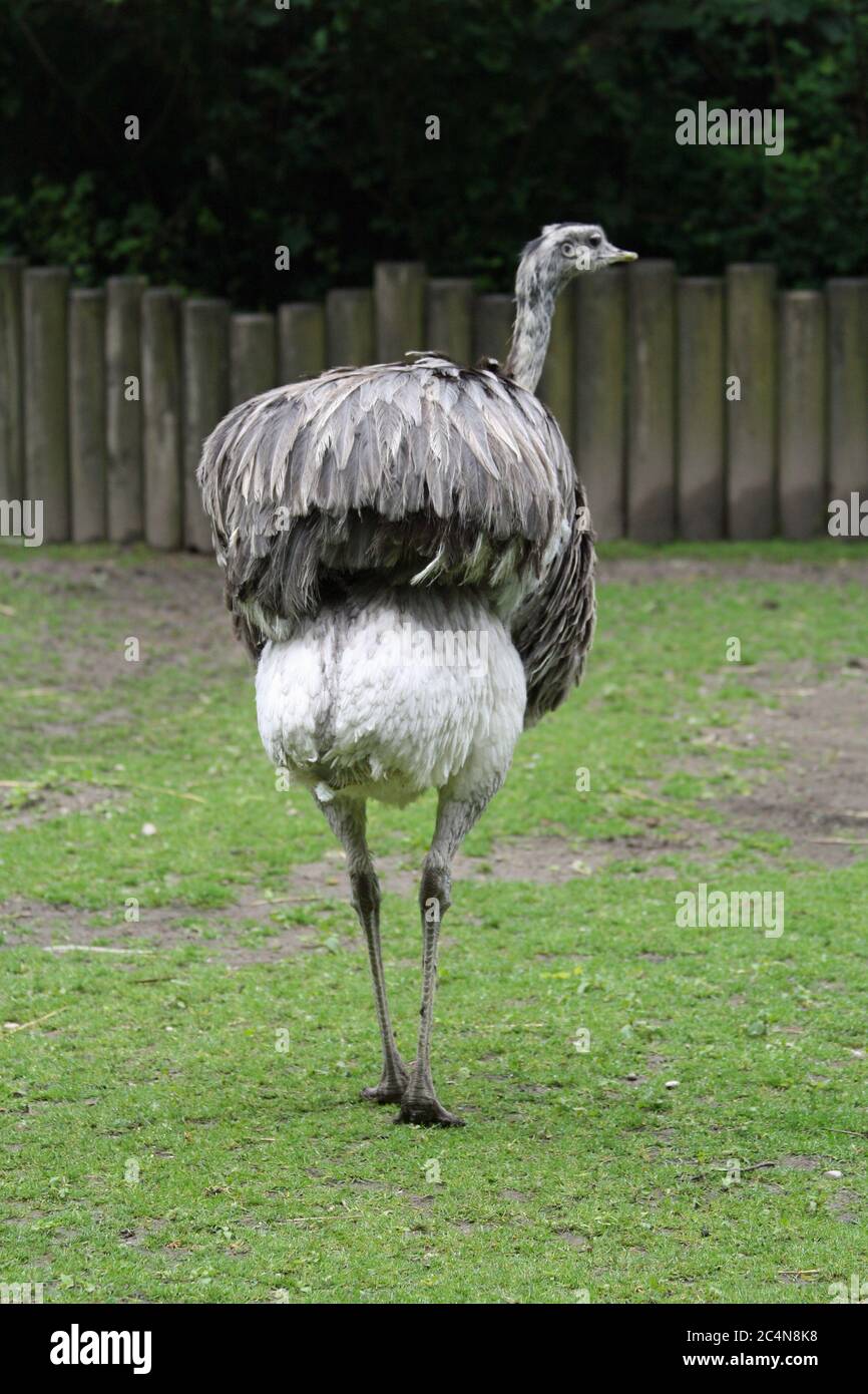 Nandu vogel hi-res stock photography and images - Alamy