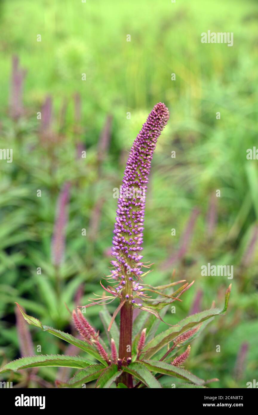 Spiky Purple/Mauve/Lilac Veronicastrum virginicum,'Cupid' Flowers grown ...