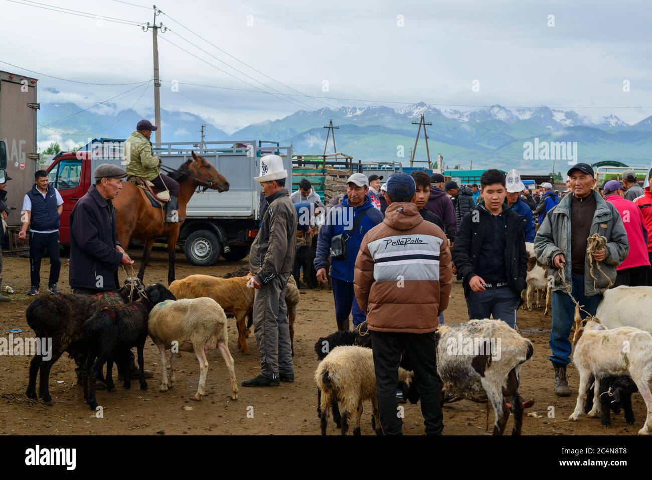 Market animal hi-res stock photography and images - Alamy