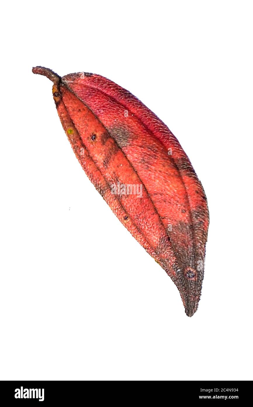 Green leaves hd wallpaper Cut Out Stock Images & Pictures - Alamy