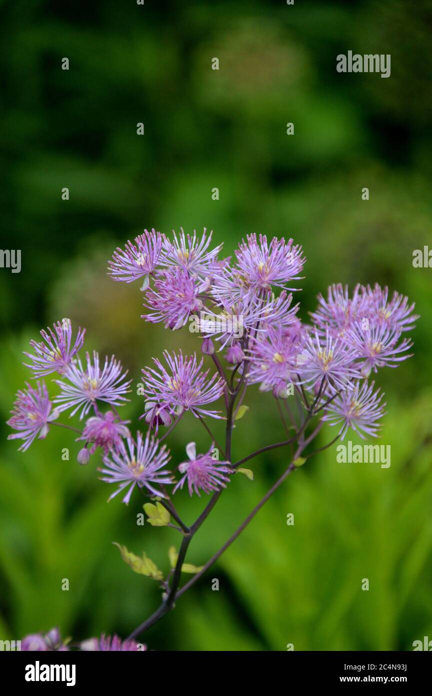 Sedum Telephium 'Matrona' (Hylotelephium telephium) Flowers grown in ...