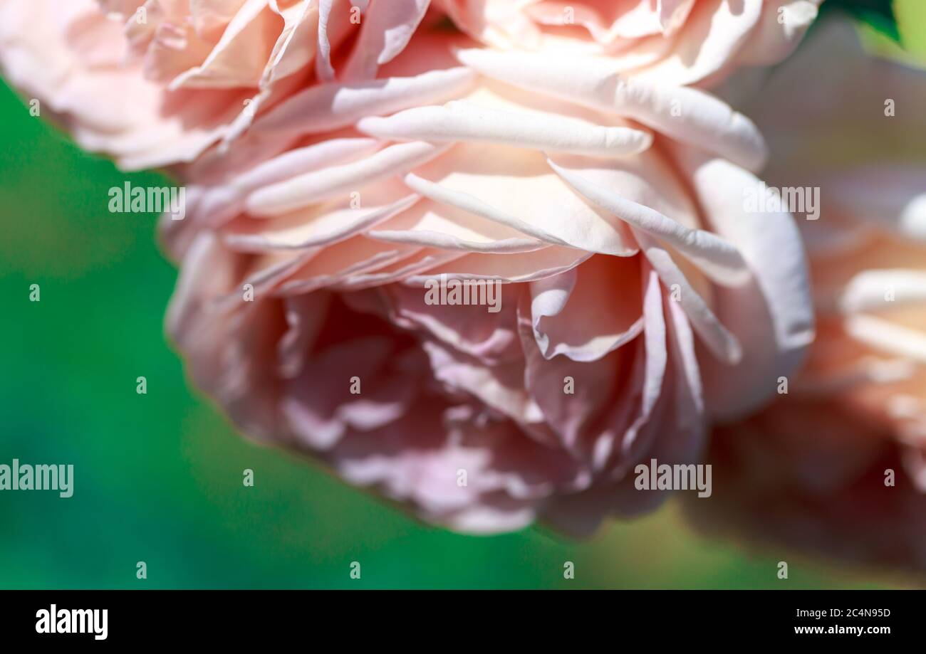 Tender roses. Background of blooming roses flowers. Sunny natural light ...