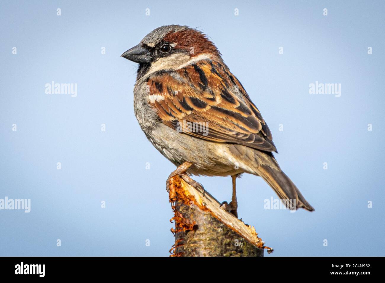 High sparrow hi-res stock photography and images - Alamy