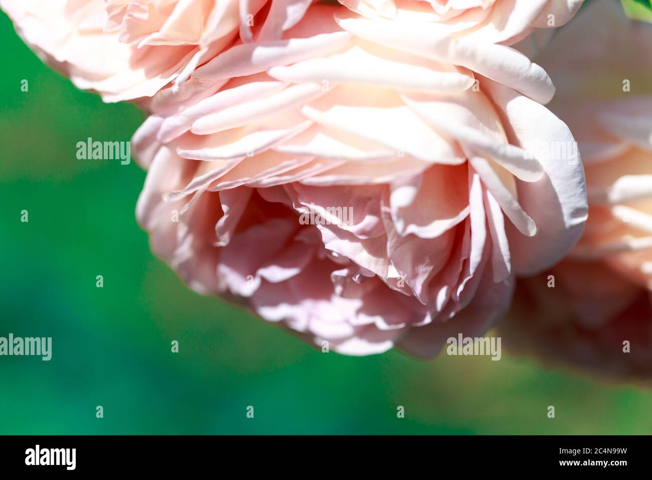 Tender roses. Background of blooming roses flowers. Sunny natural light ...