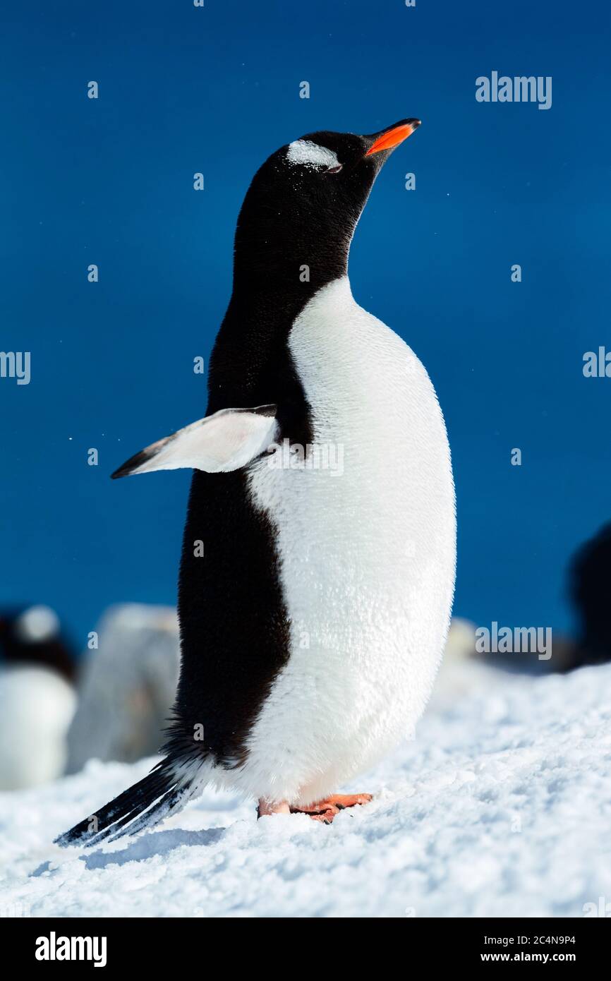 Penguin wings hi-res stock photography and images - Alamy