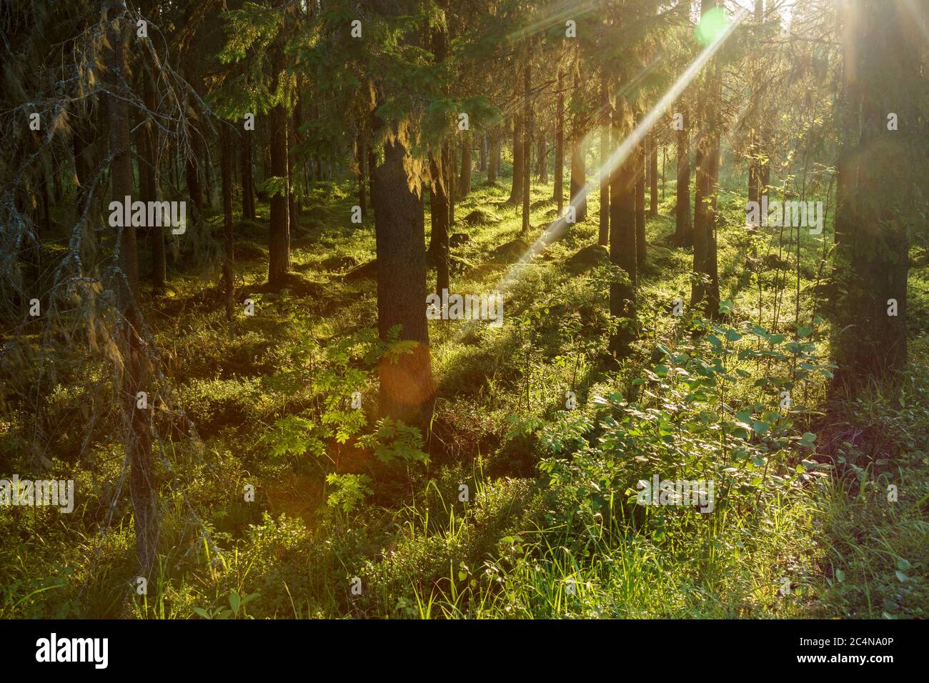 Typical boreal spruce forest ( Picea Abies ) , Finland Stock Photo - Alamy