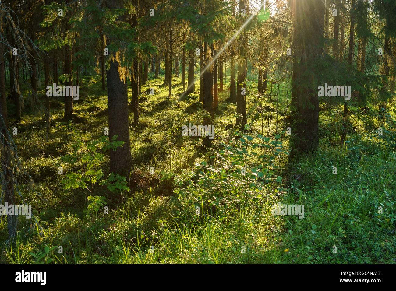 Boreal spruce forest hi-res stock photography and images - Alamy