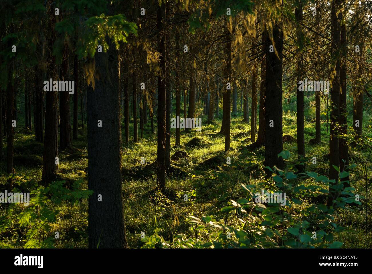 Typical boreal spruce forest ( Picea Abies ) , Finland Stock Photo - Alamy