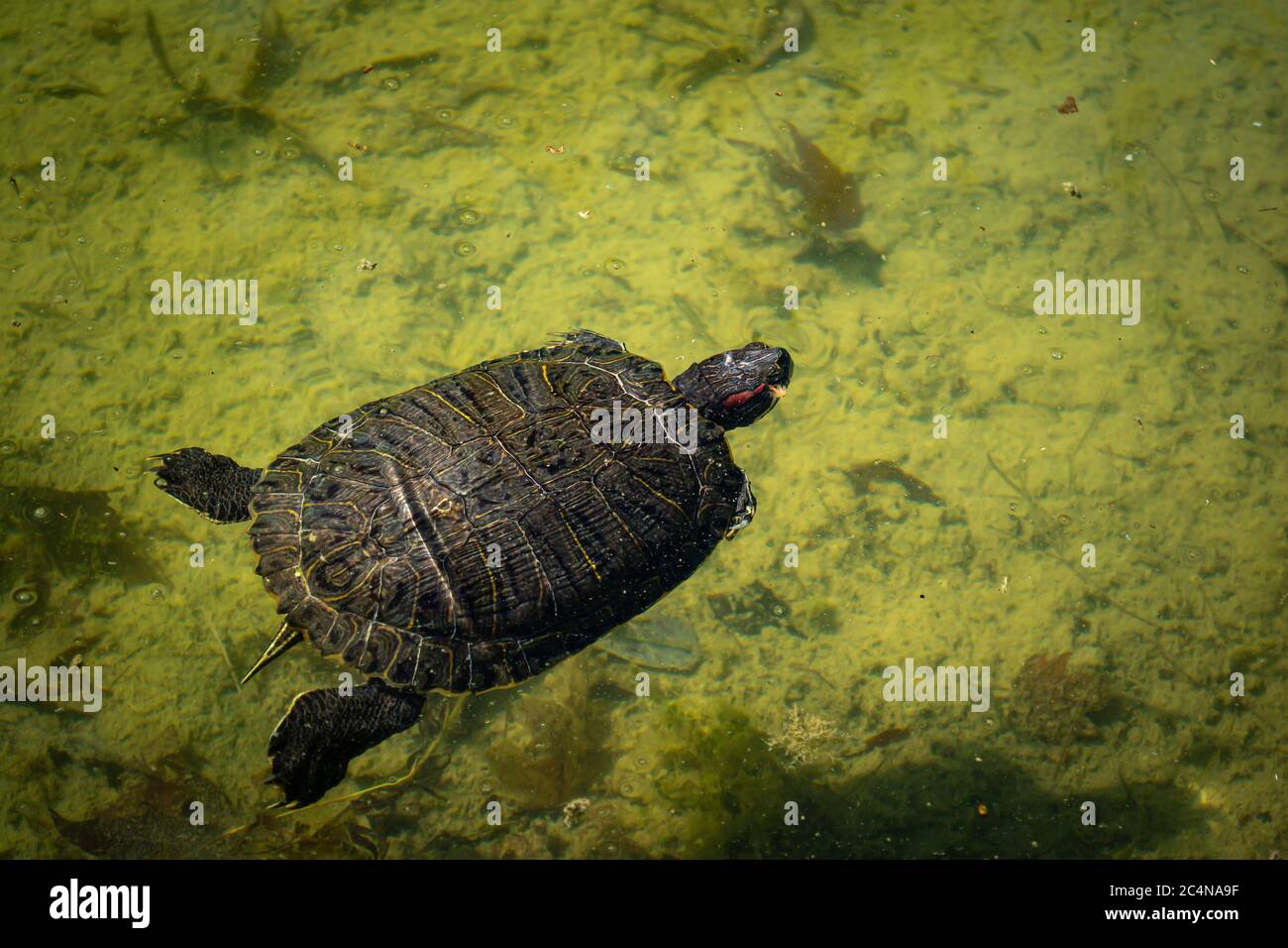 The pond slider turtle (Trachemys scripta) is swimming in a pond on a ...