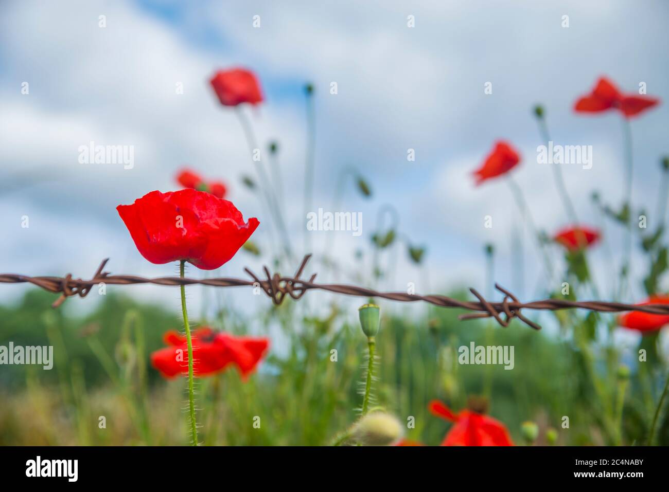 Poppy barbed wire hi-res stock photography and images - Alamy