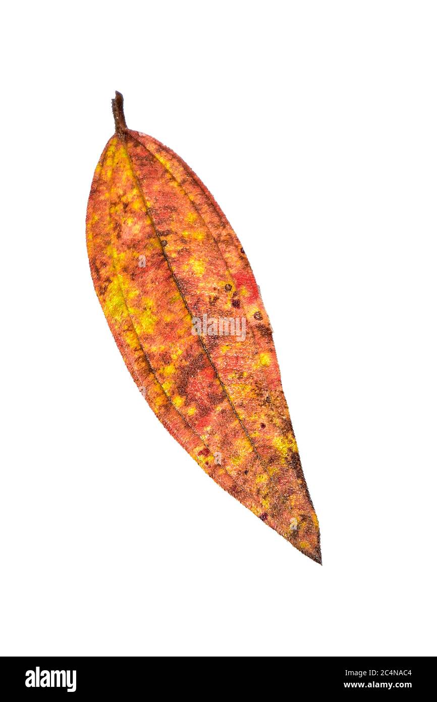 Natural fallen dry leaf in autumn. HD Image and Large Resolution. can ...