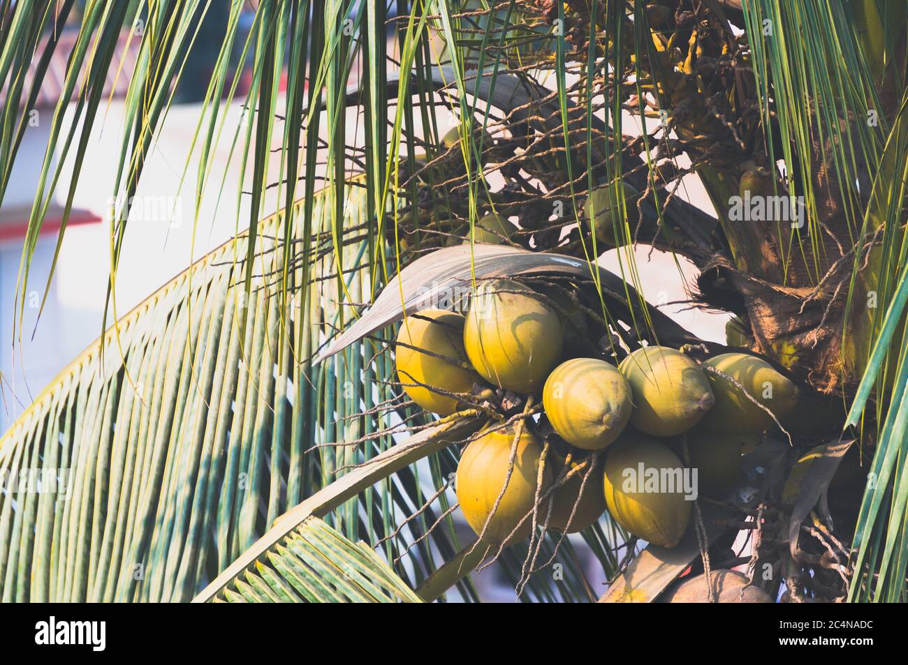 Green coconut bunch hi-res stock photography and images - Alamy