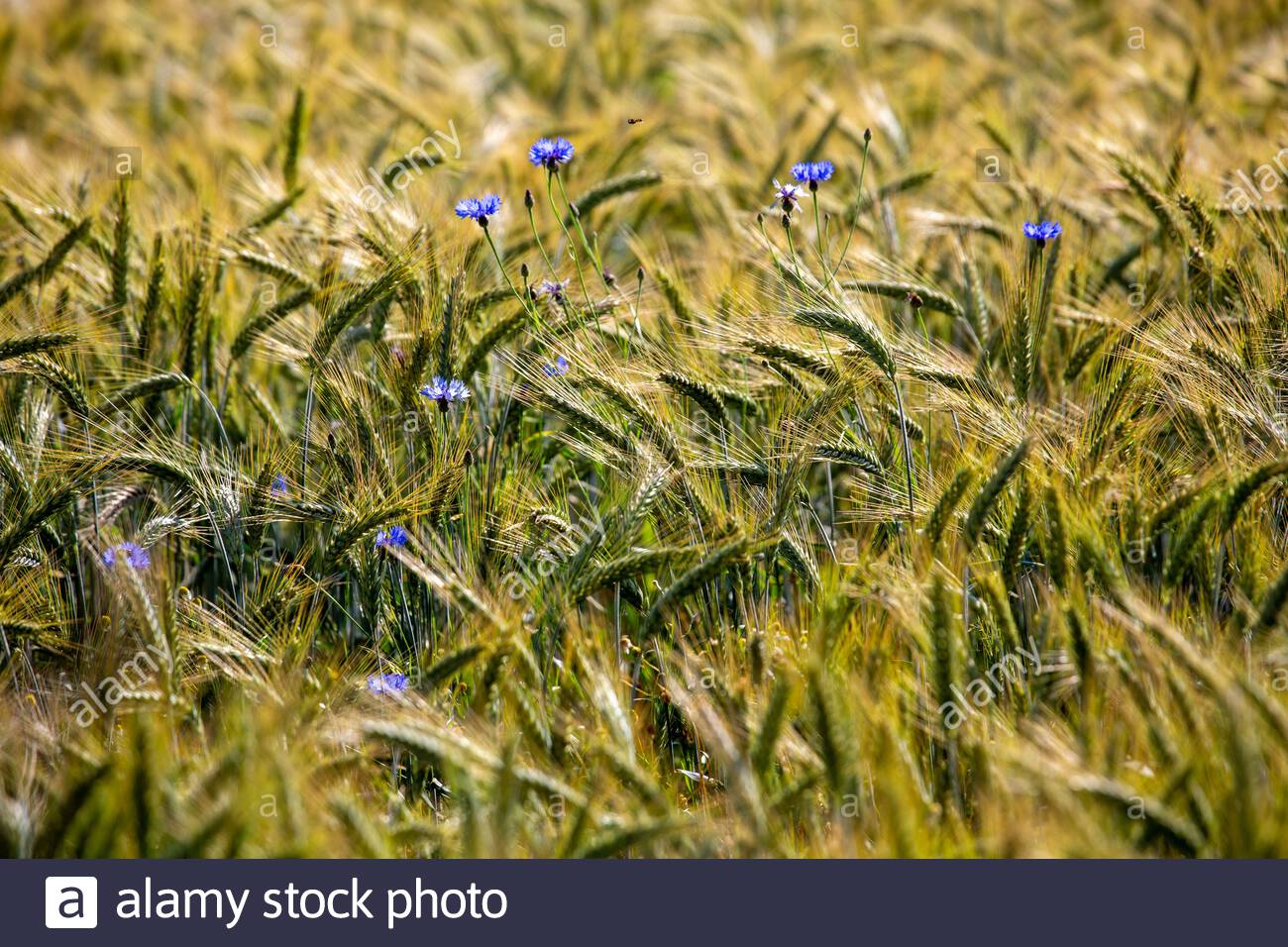 Summer in fields in Bavaria, Germany Stock Photo - Alamy