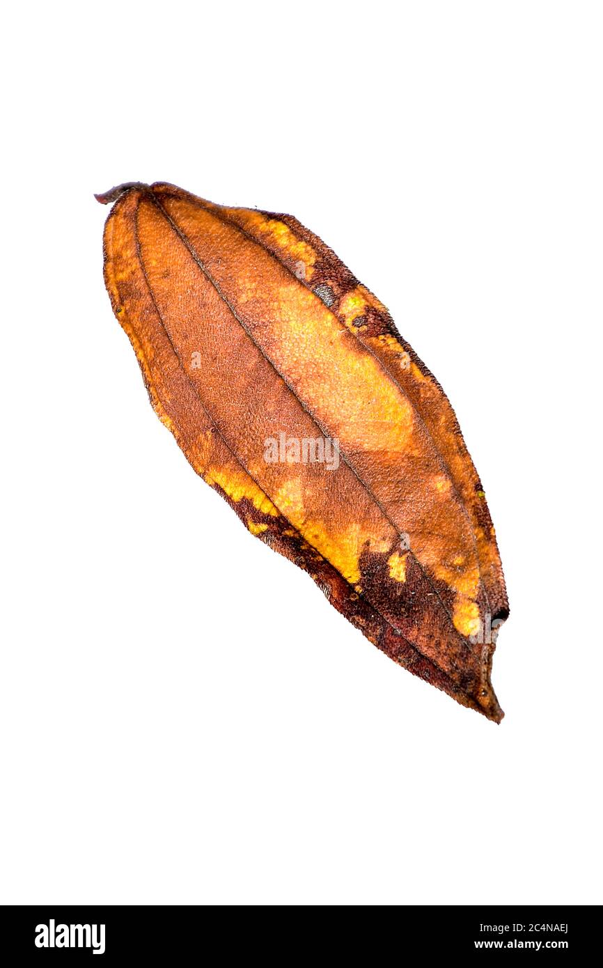 Natural fallen dry leaf in autumn. HD Image and Large Resolution. can ...