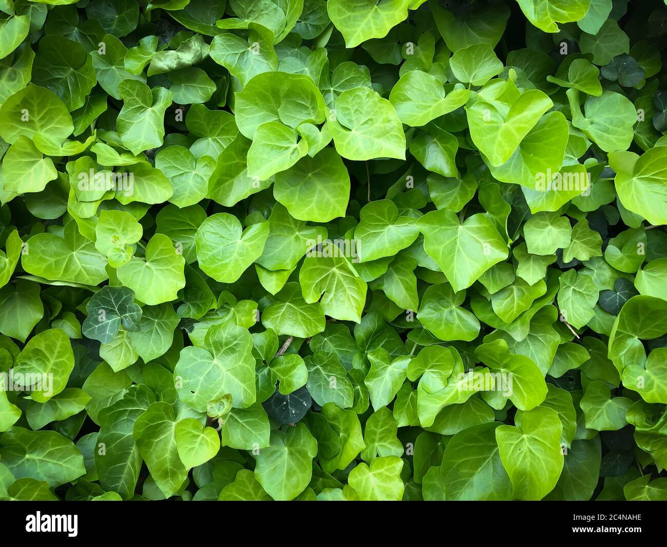 Horizontal close up wld poison green ivy wall texture pattern wallpaper ...