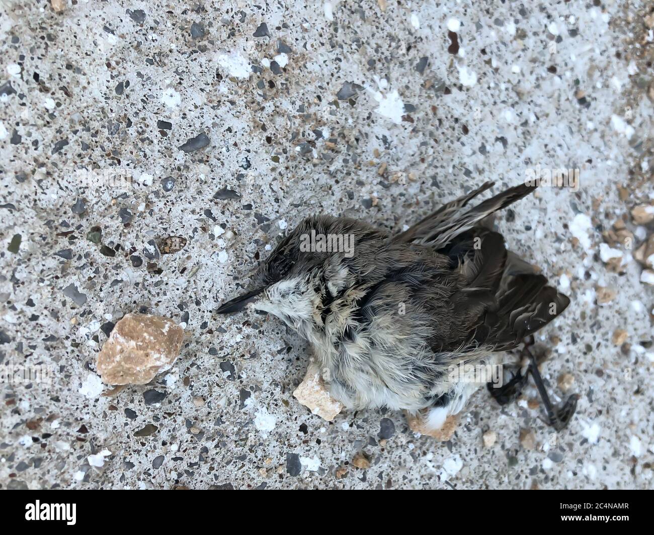 Dead sparrow disease hi-res stock photography and images - Alamy