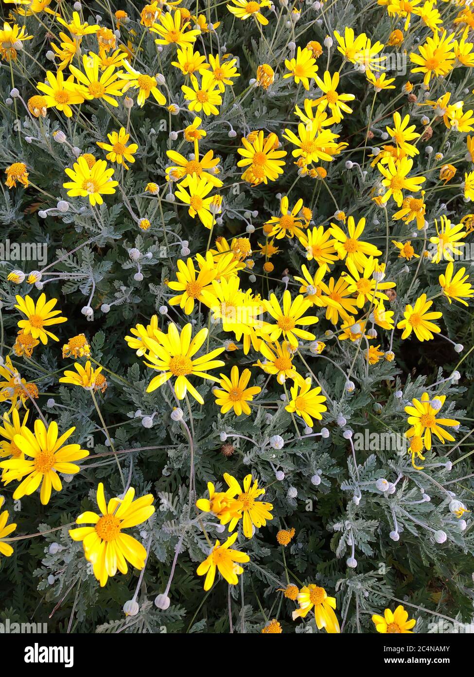 Blue and white daisy bush hi-res stock photography and images - Alamy