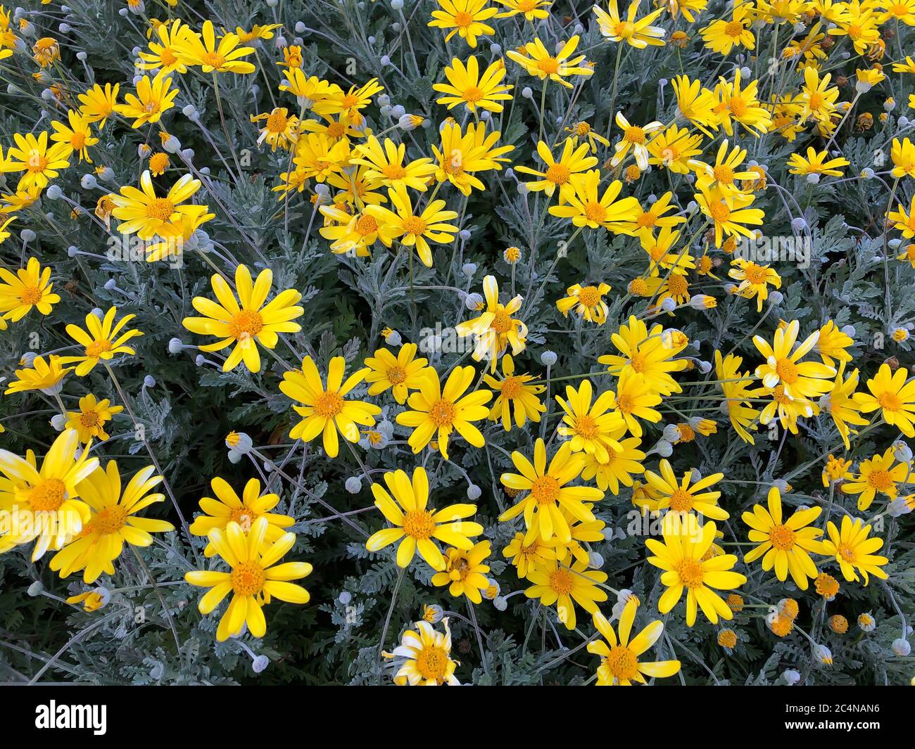 Close up bright yellow daisy bush with blue gray leaves Stock Photo - Alamy