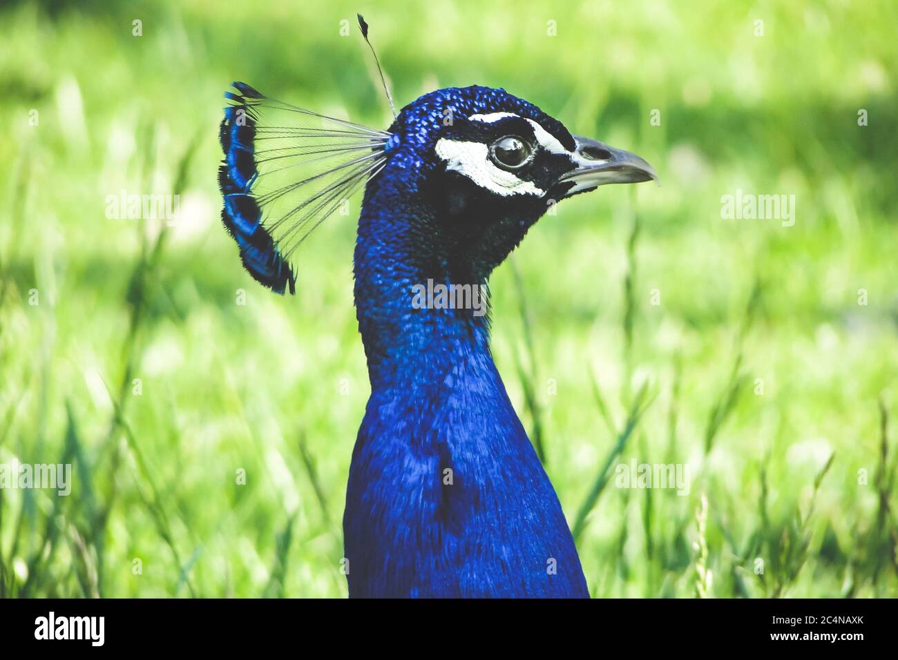 Green neck peacock hi-res stock photography and images - Alamy