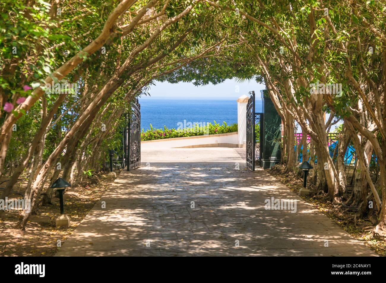 Arch of trees hi-res stock photography and images - Alamy