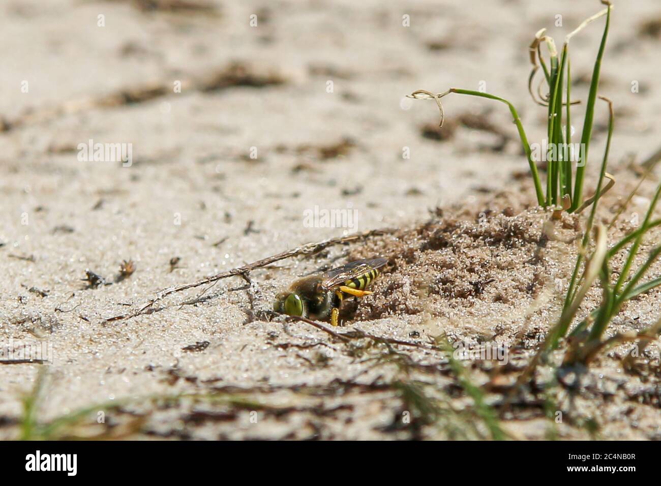 female sand wasp digging a nest tunnel in sand to lay its eggs Stock ...